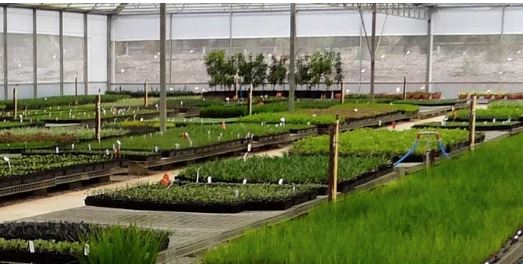 Tree & Shrub Growers @ Mansfield's Propagation Nursery